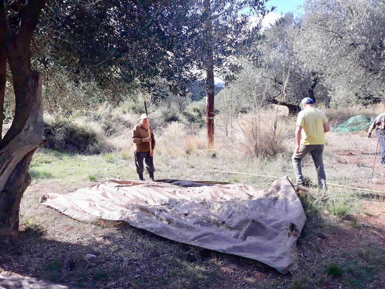 Η συγκομιδής της ελιάς και τι ισχύει για την εμπορία ελαιολάδου και ...