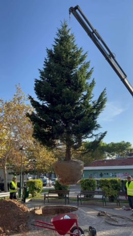 Ο Δήμος Αγίων Αναργύρων - Καματερού πρωτοπορεί μεταφυτεύοντας τα πρώτα ...