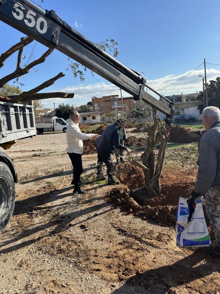 Εξήντα μεγάλα ελαιόδεντρα φύτεψε σε δύο πλατείες ο Δήμος Φυλής